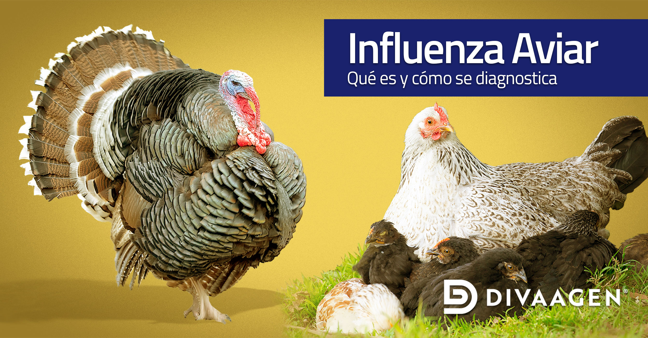 Influenza Aviar - Divaagen