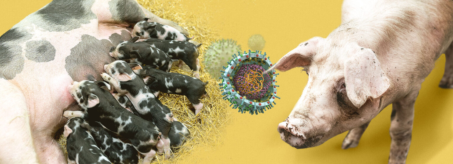 Síndrome Reproductivo y Respiratorio Porcino (PRRS) - Divaagen