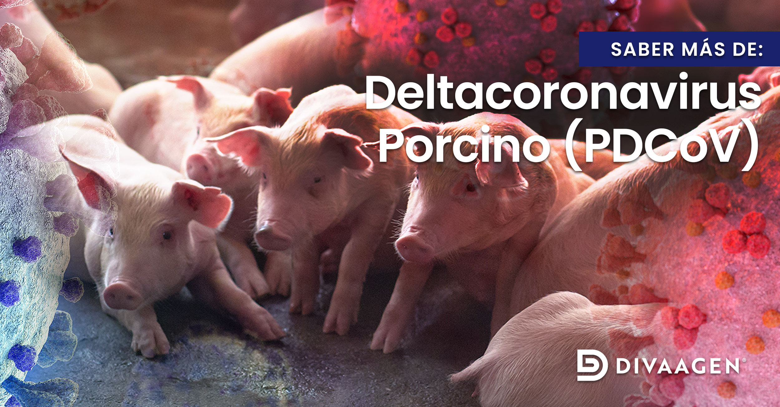 Deltacoronavirus Porcino (PDCoV) - Divaagen