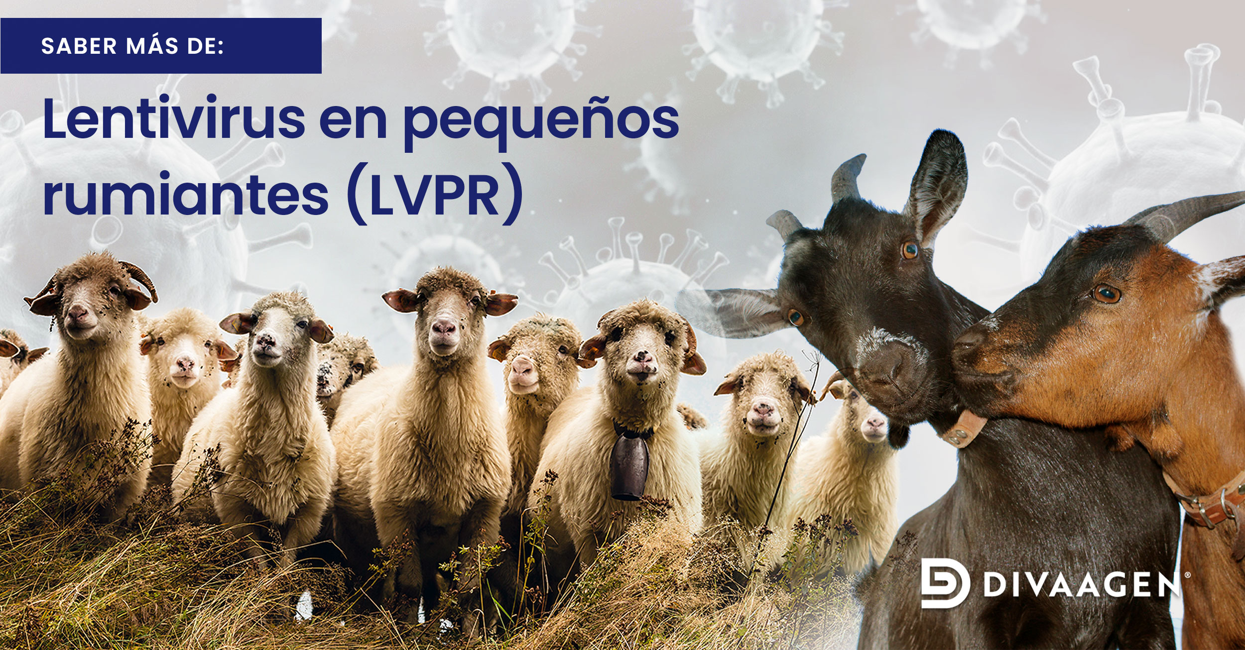 Lentivirus en pequeños rumiantes (LVPR) - Divaagen