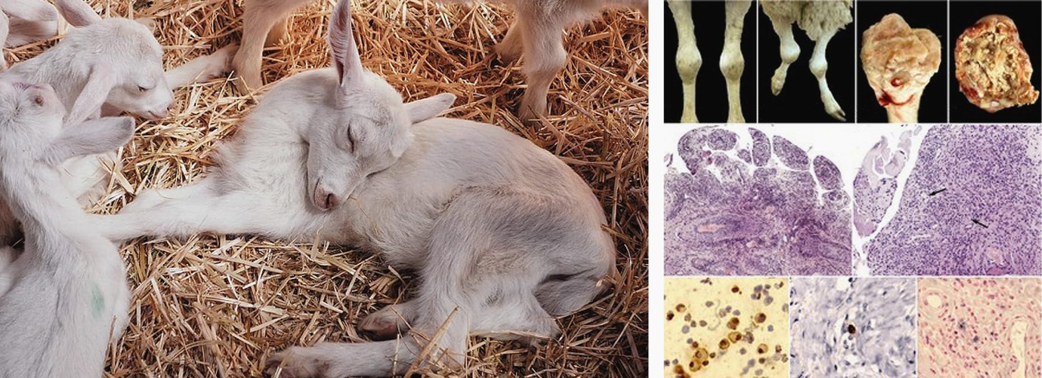 Lentivirus en pequeños rumiantes (LVPR) - Divaagen